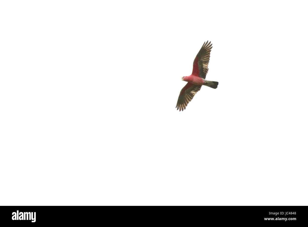 A Galah in bold, colorful flight Stock Photo - Alamy