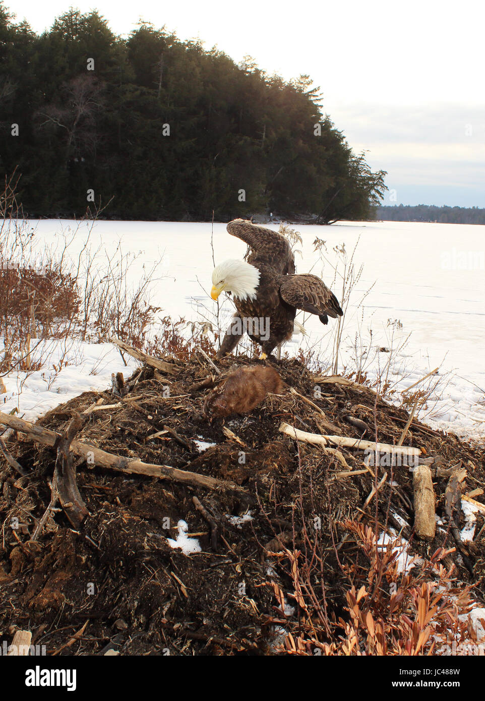 A Bald Eagle repositioning a mink atop a beaver lodge on a frozen ...