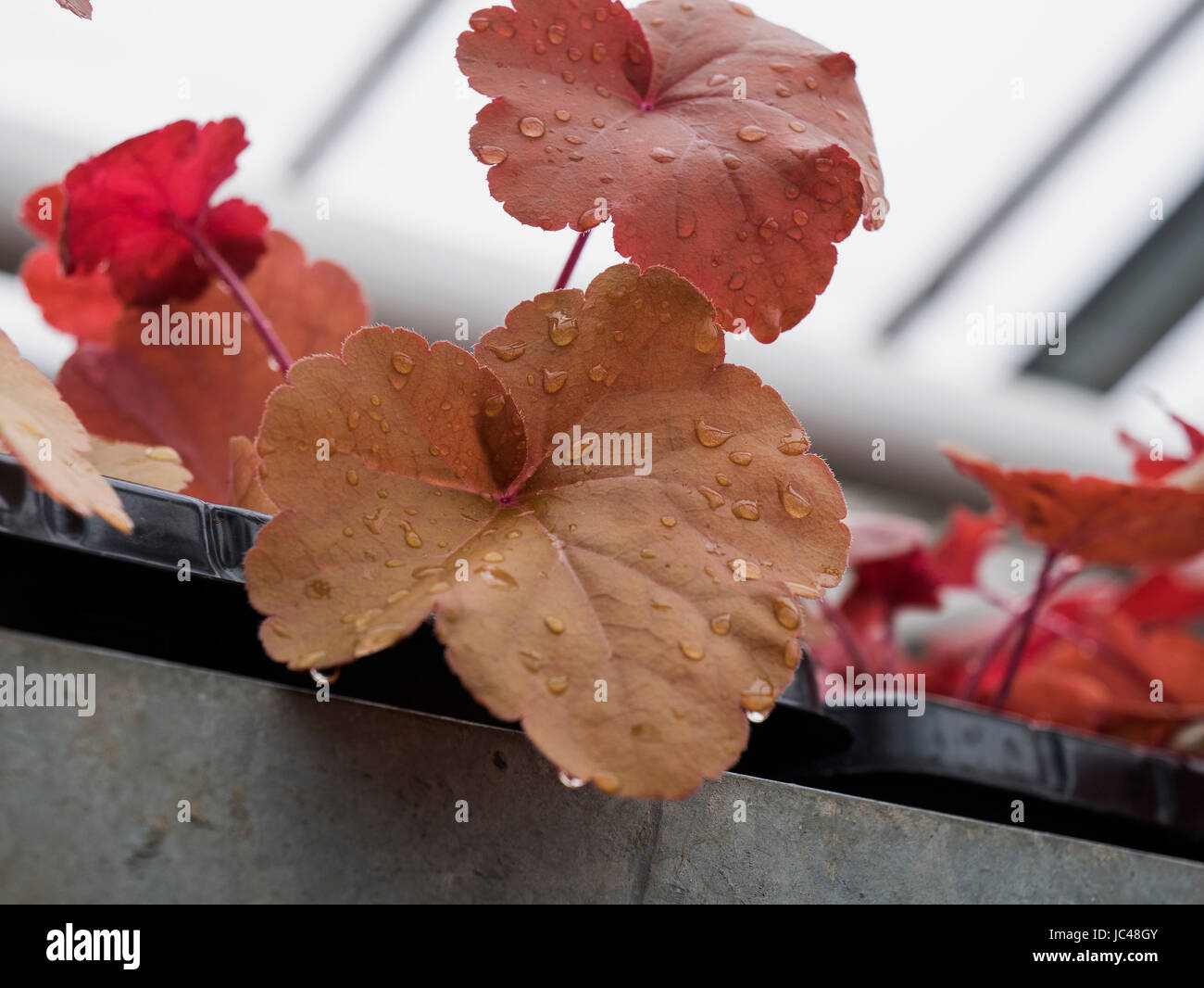 alumroot (Heuchera Red Fury) in Greenhouse, isle of Mainau, Baden ...