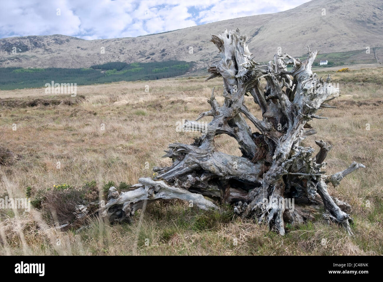 Irish bog oak hi-res stock photography and images - Alamy