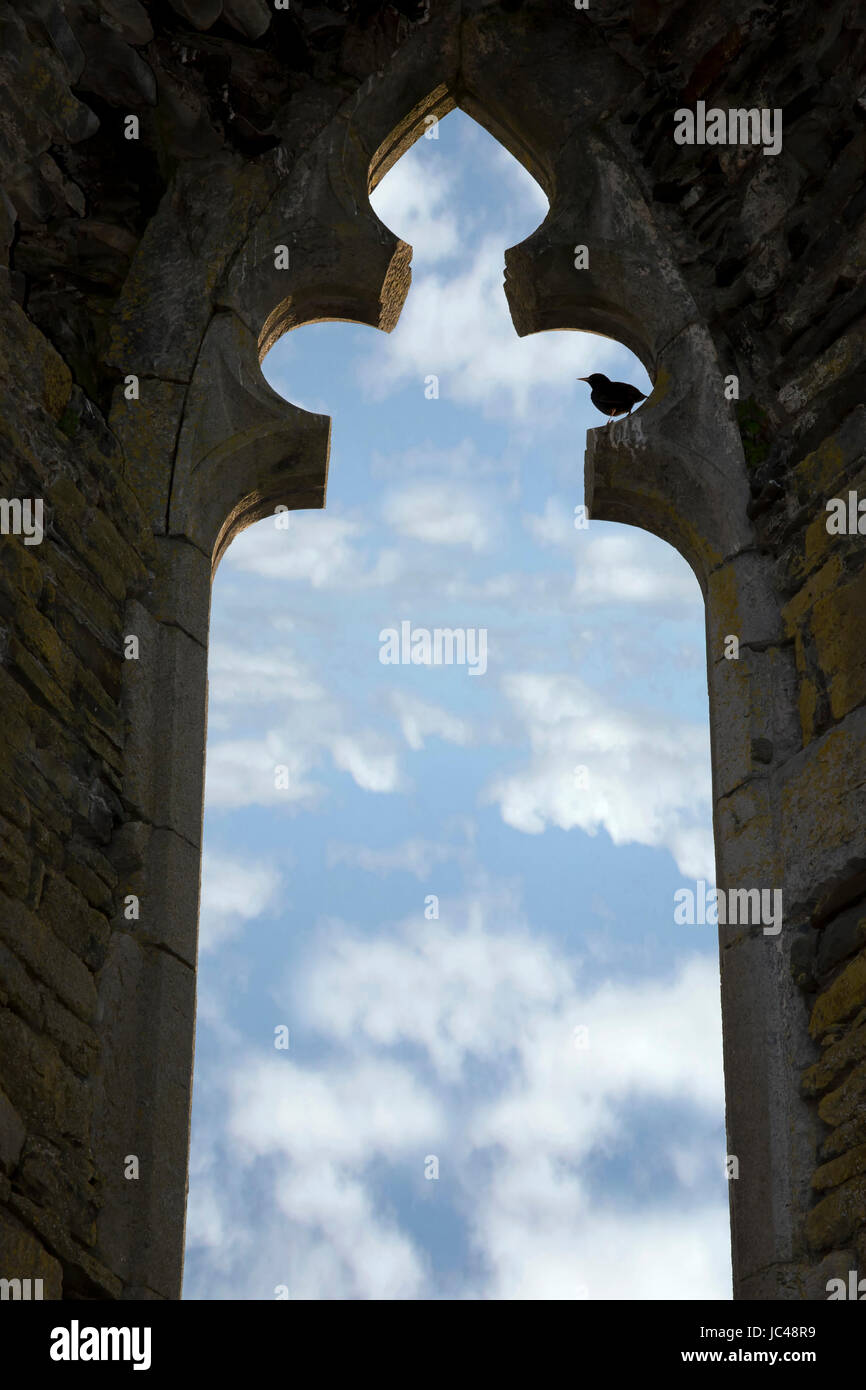 old arch window with no glass and a bird perched in an Irish historic ...