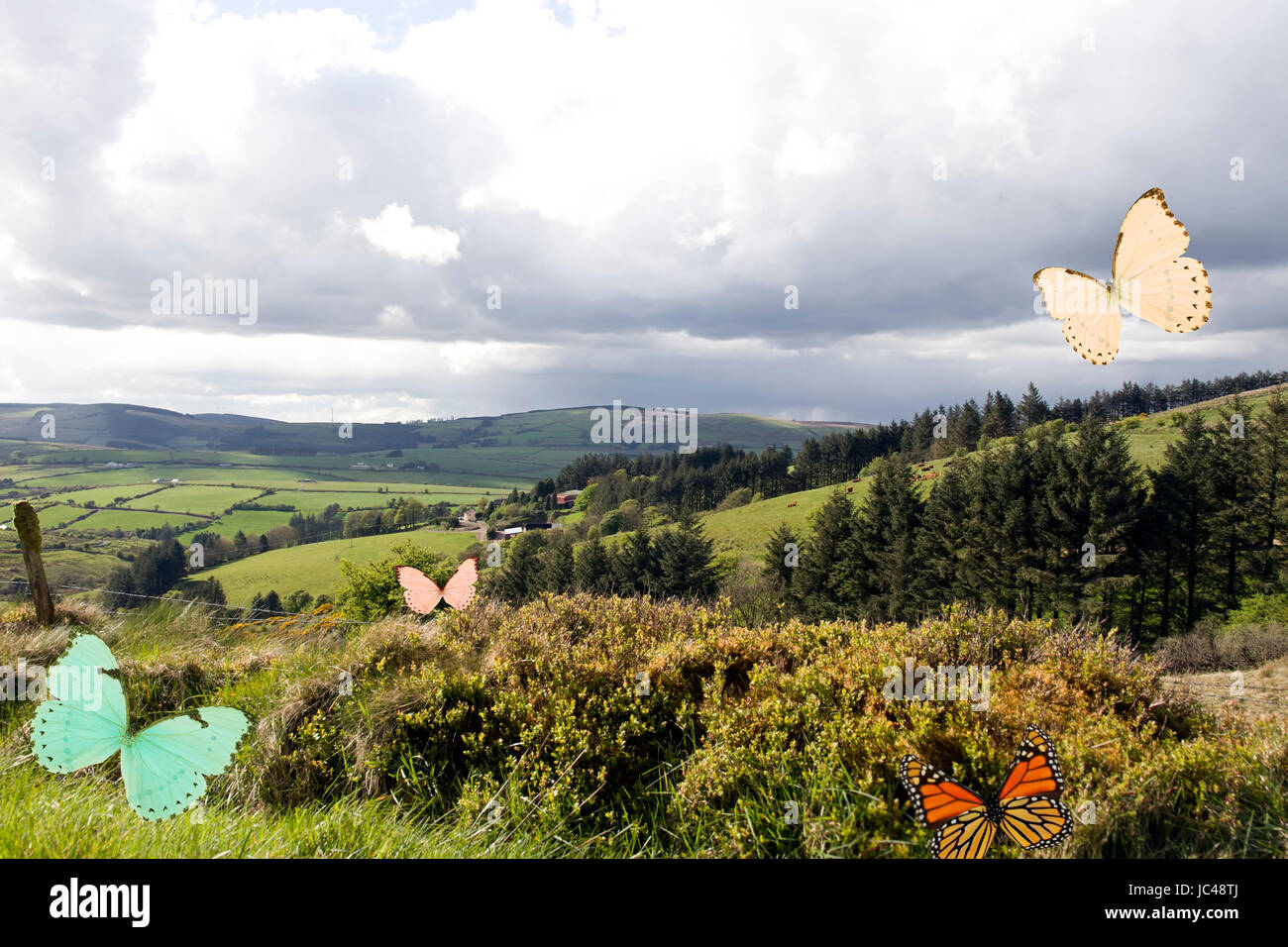 varied Species of Butterflies in the beautiful Irish countryside Stock ...