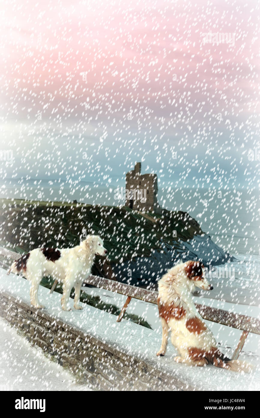 two dogs on the snowy clifftop viewing the sunset and castle in ...