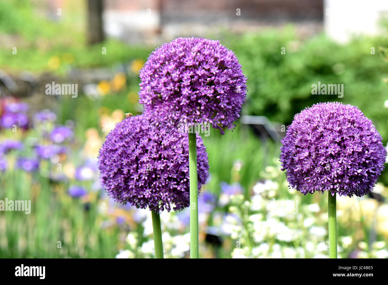 Globe shaped flowers hi-res stock photography and images - Alamy