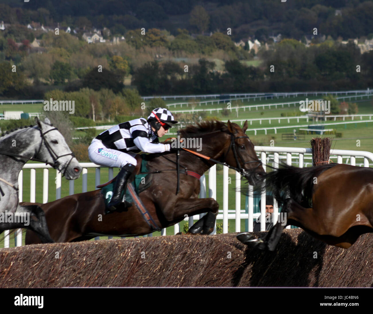 Jump jockeys racing at Cheltenham Stock Photo - Alamy