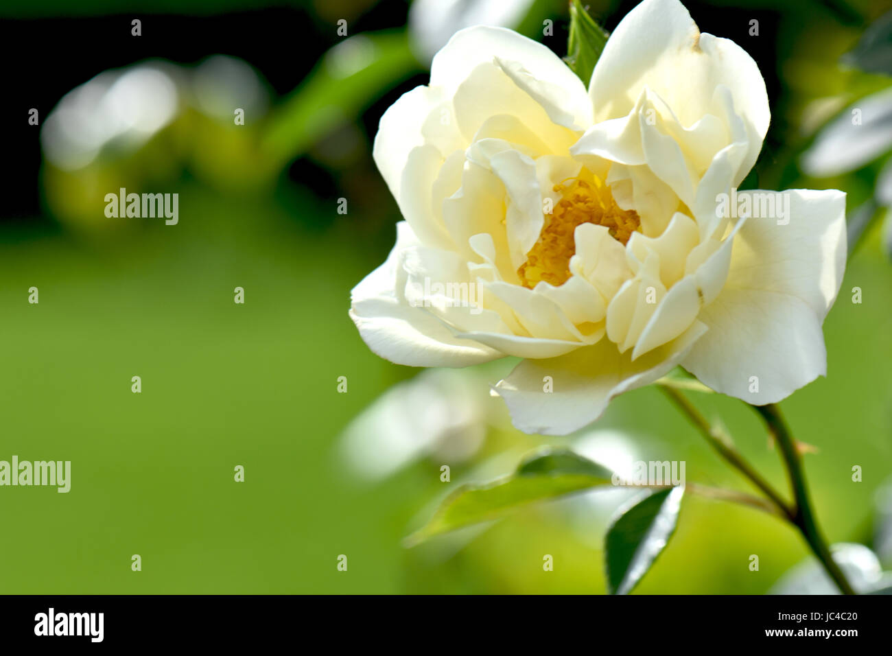 Beautiful blooming rose close ups in a summertime rose garden Stock ...