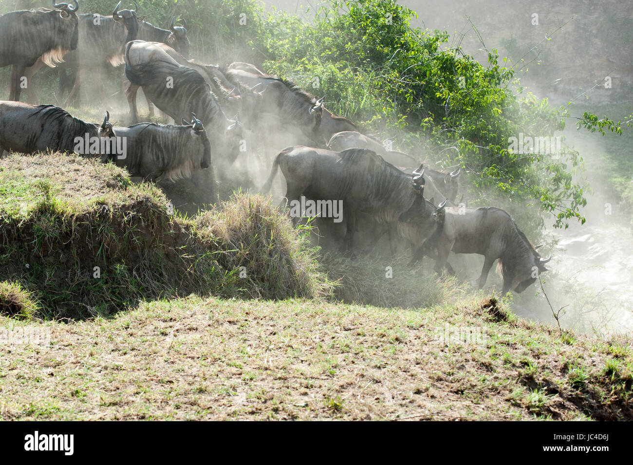 Gnu wanderung hi-res stock photography and images - Alamy