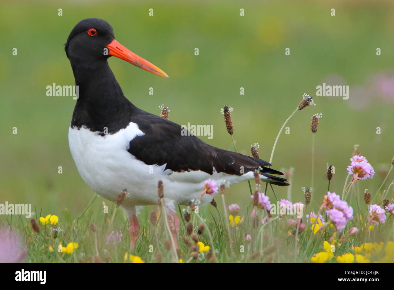 Large stocky bird hi-res stock photography and images - Alamy