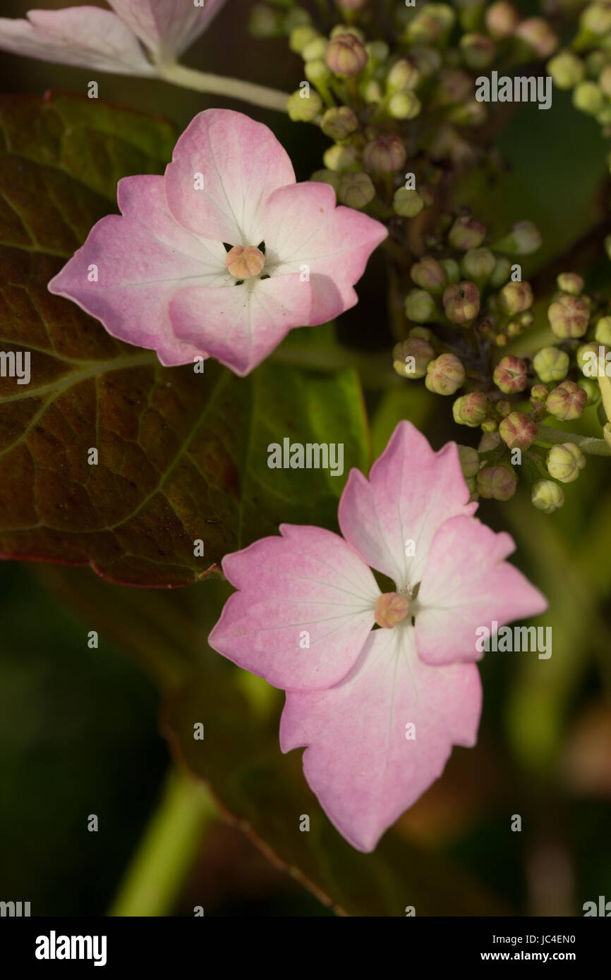 Garden hydrangea lace cap hydrangea hi-res stock photography and images ...