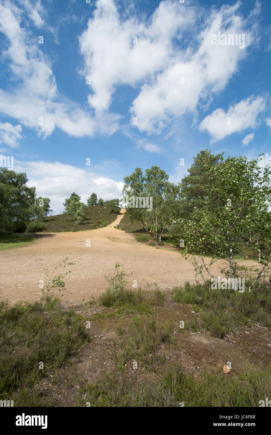 Hankley Common, Surrey, UK - open country landscape Stock Photo - Alamy