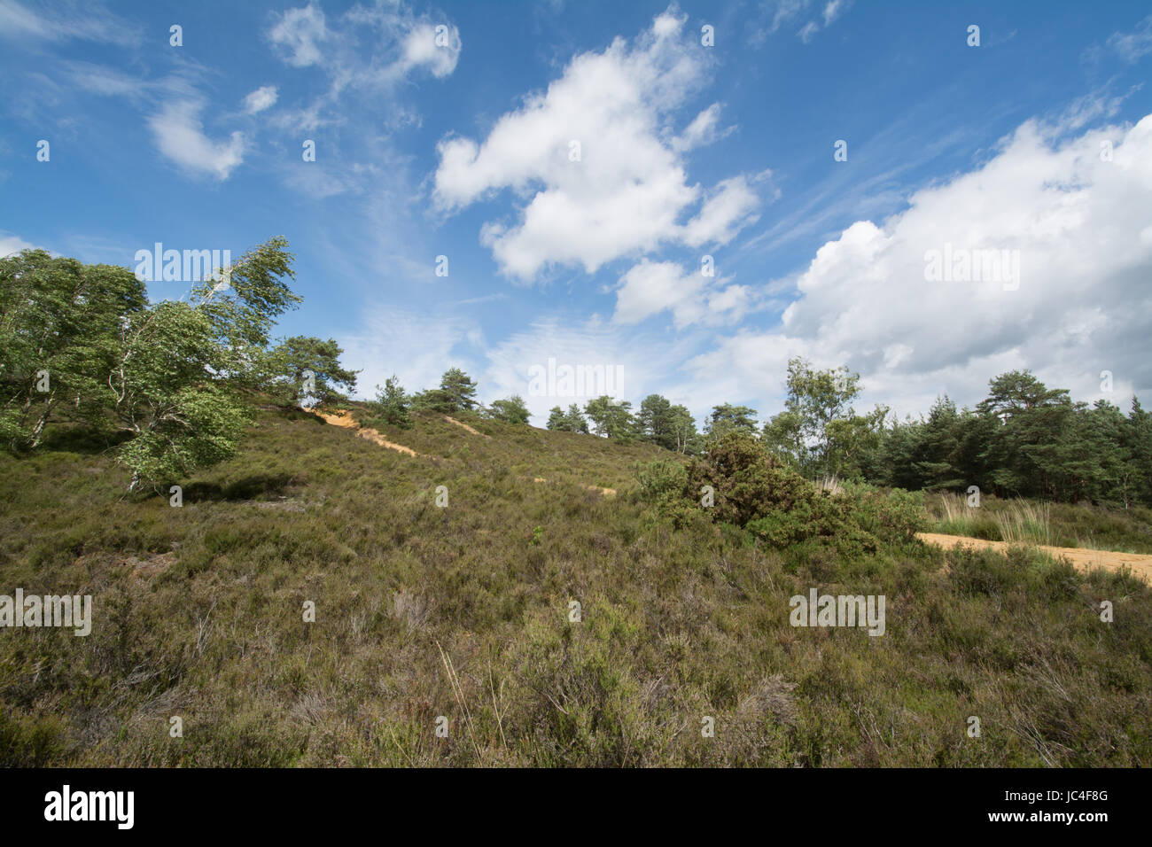 Hankley Common, Surrey, UK - open country landscape Stock Photo - Alamy