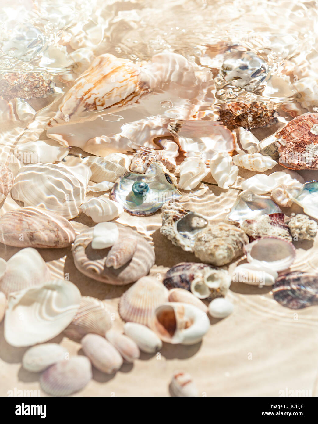 Underwater photo of seashells lying on sea bottom Stock Photo - Alamy