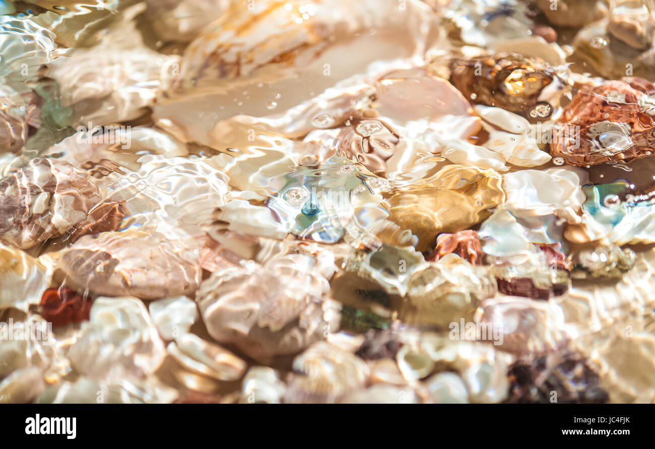 Texture of seashells and pearl lying on sea shore underwater Stock ...
