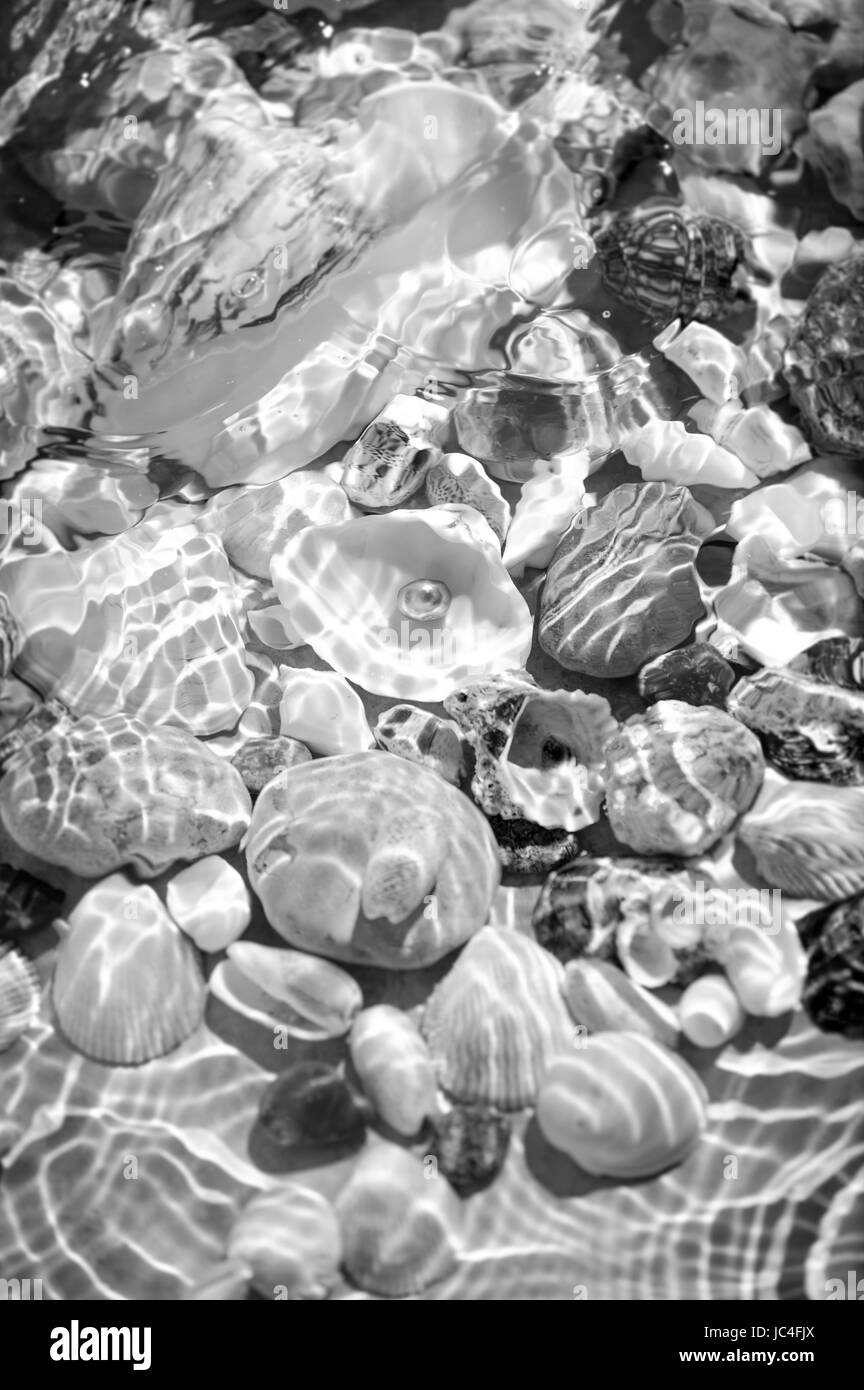 Black and white closeup photo of seashells lying underwater Stock Photo ...