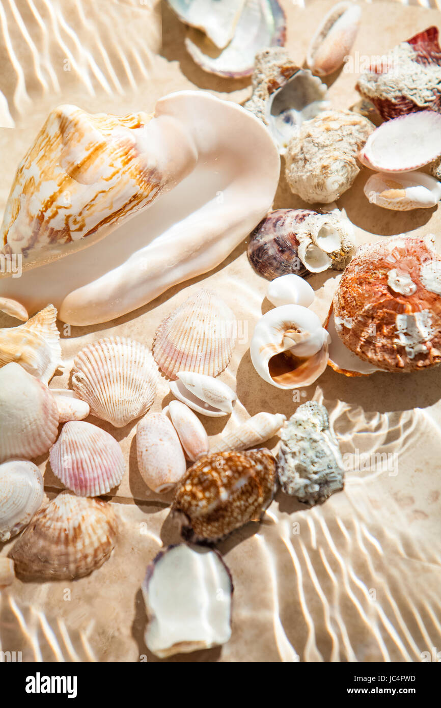 Closeup photo of lots of seashells lying underwater Stock Photo - Alamy