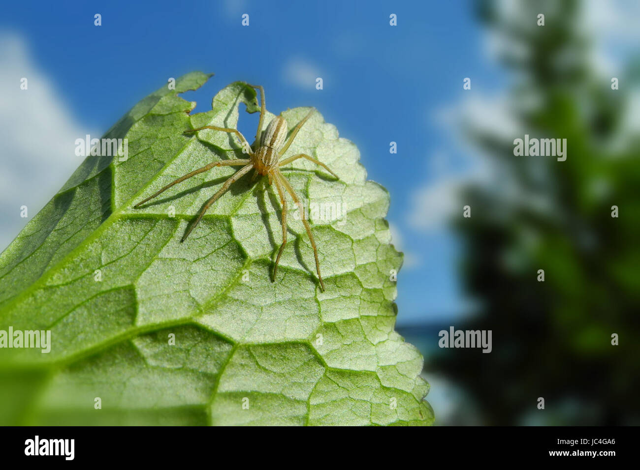 spider under leaf Stock Photo - Alamy