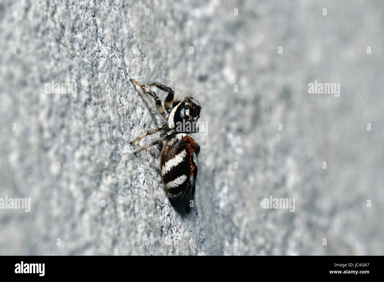 harlequin jumping spider Stock Photo - Alamy