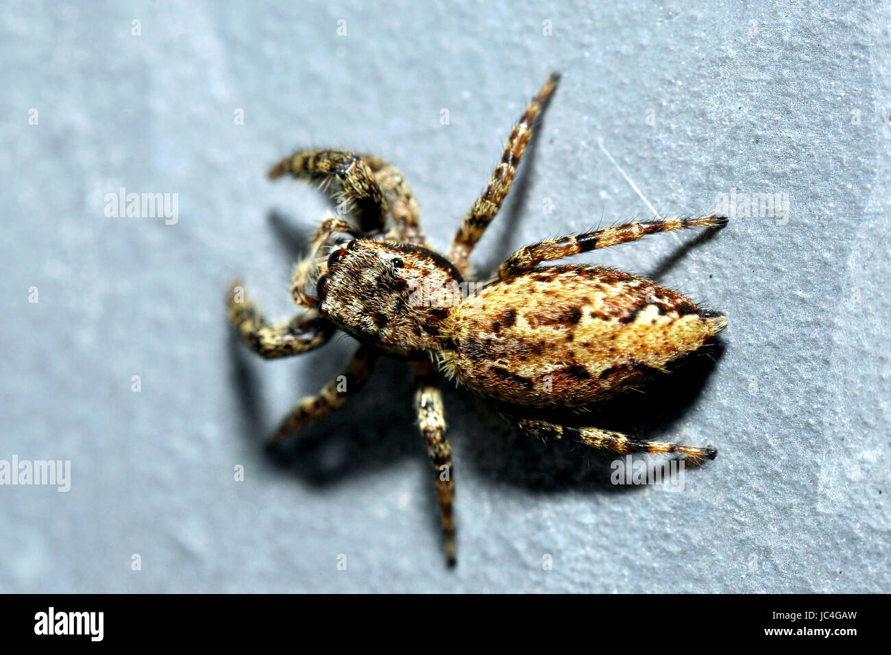 Syn sichelspringspinne hi-res stock photography and images - Alamy