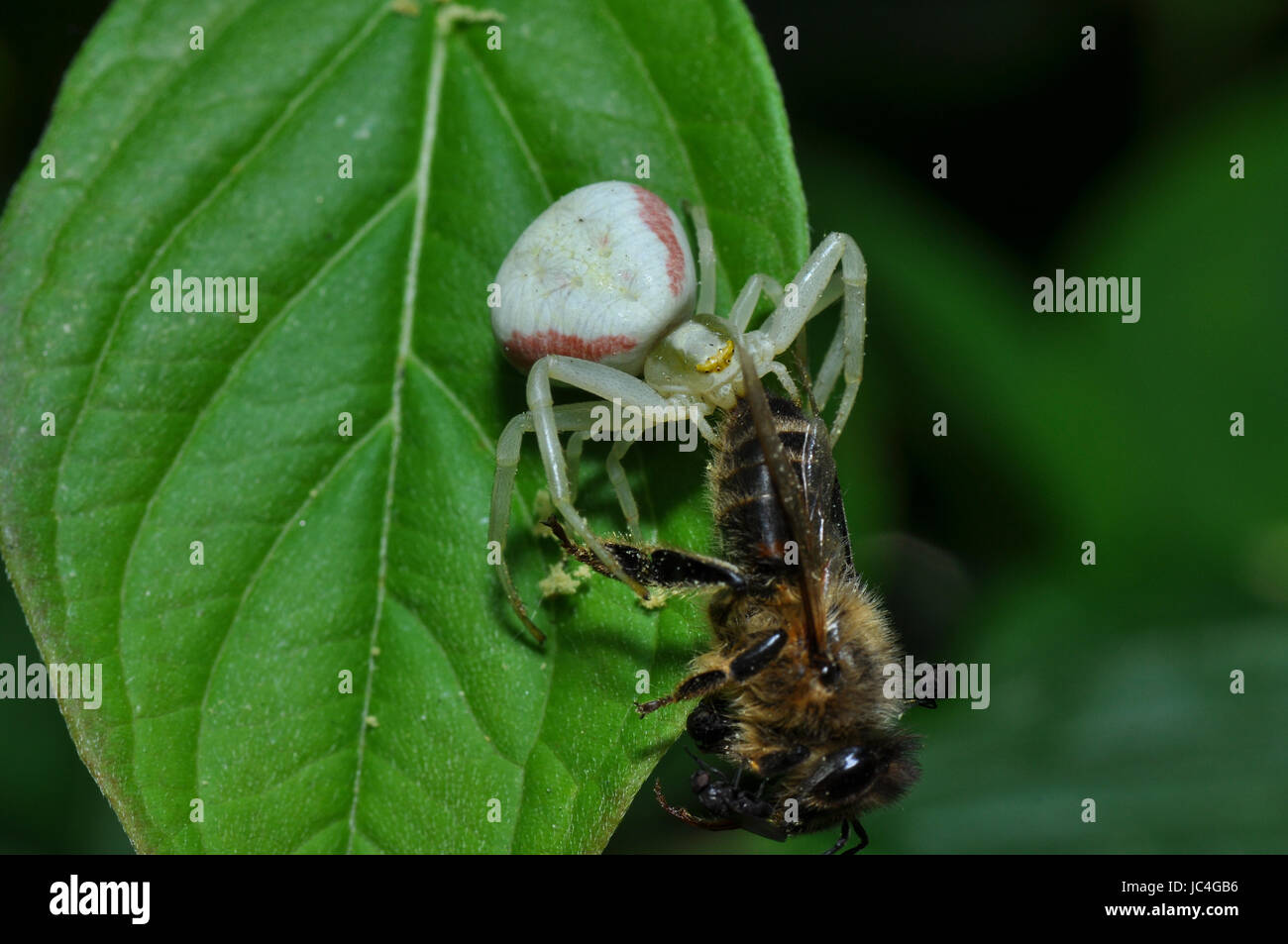 white crab spine with prey Stock Photo - Alamy