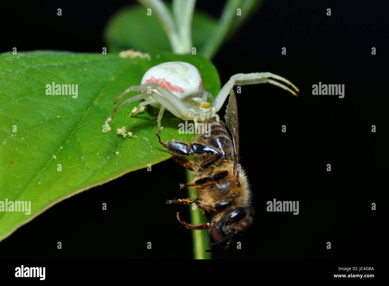 white crab spine with prey Stock Photo - Alamy