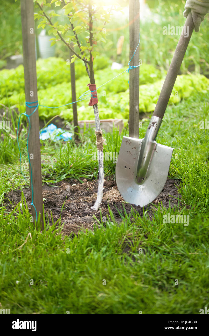 Closeup photo of tree being planted by shovel at sunny day Stock Photo ...