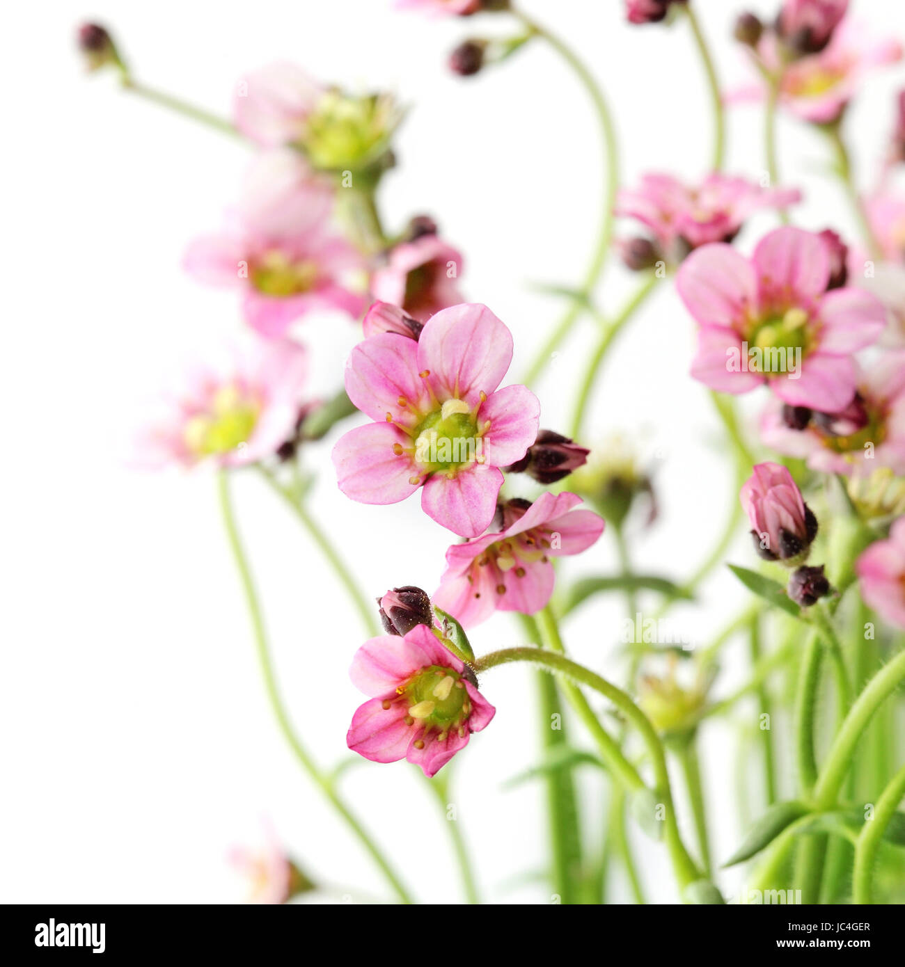 colorful spring flowers on white background Stock Photo - Alamy