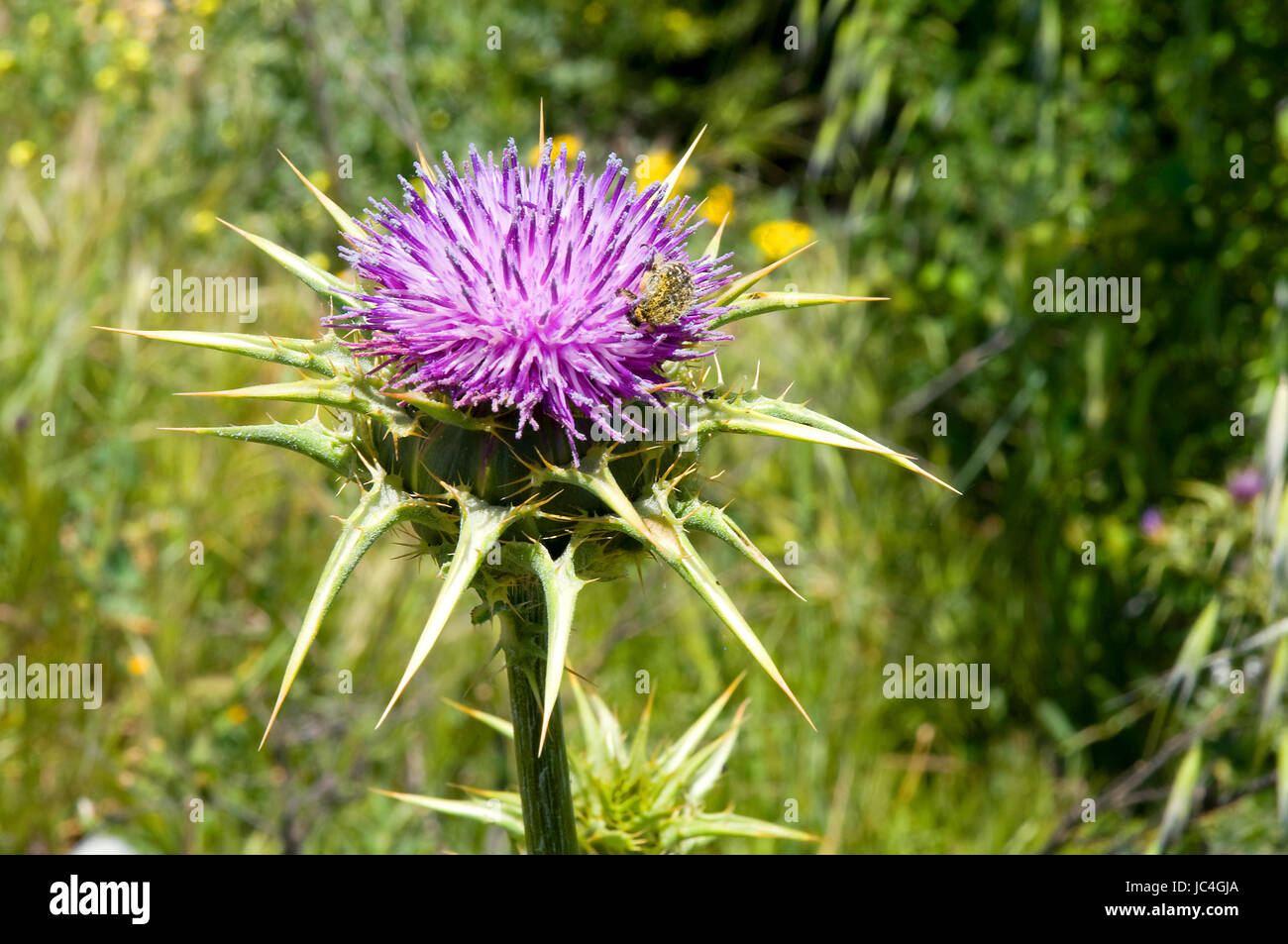 View purple thistle flower hi-res stock photography and images - Alamy