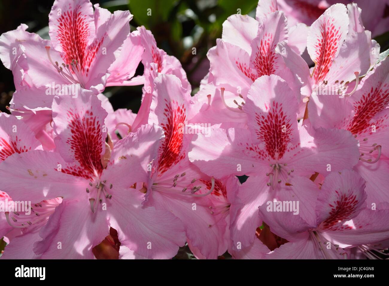 pink rhododendron flowers Stock Photo - Alamy