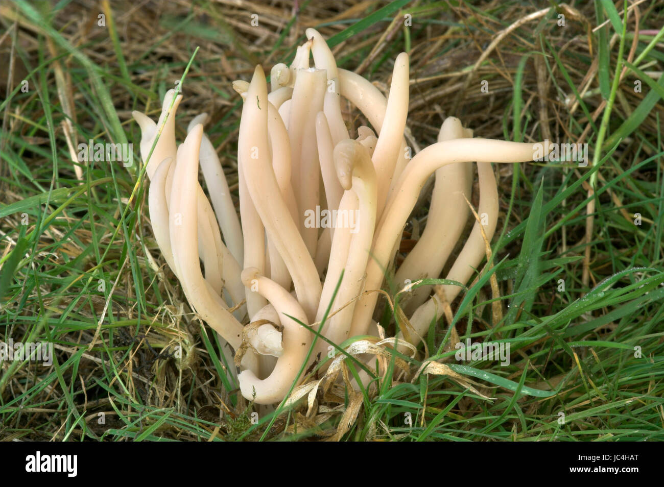 Spindle fungi hi-res stock photography and images - Alamy