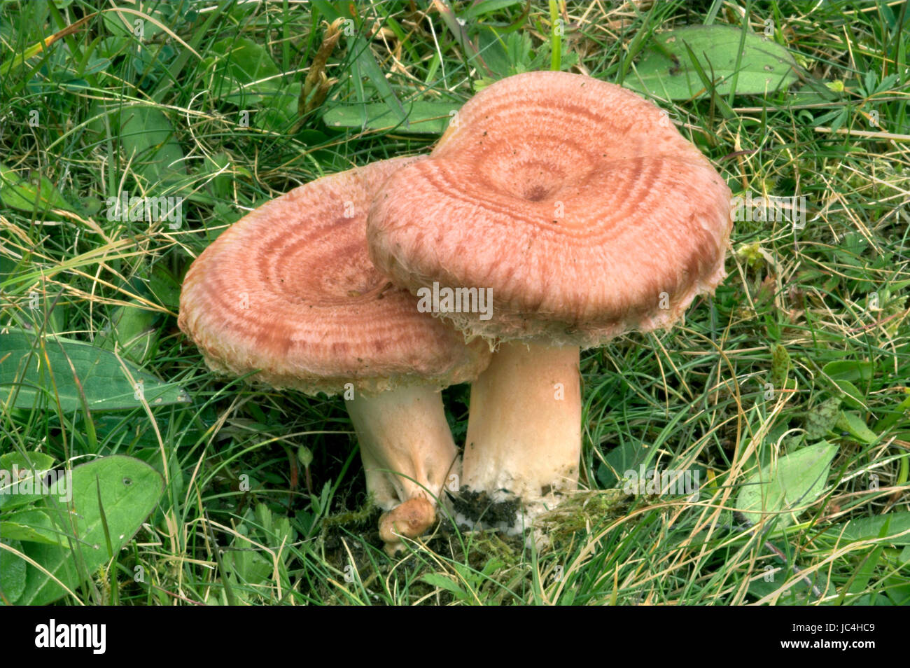 Woolly Milkcap - Lactarius torminosus Stock Photo - Alamy