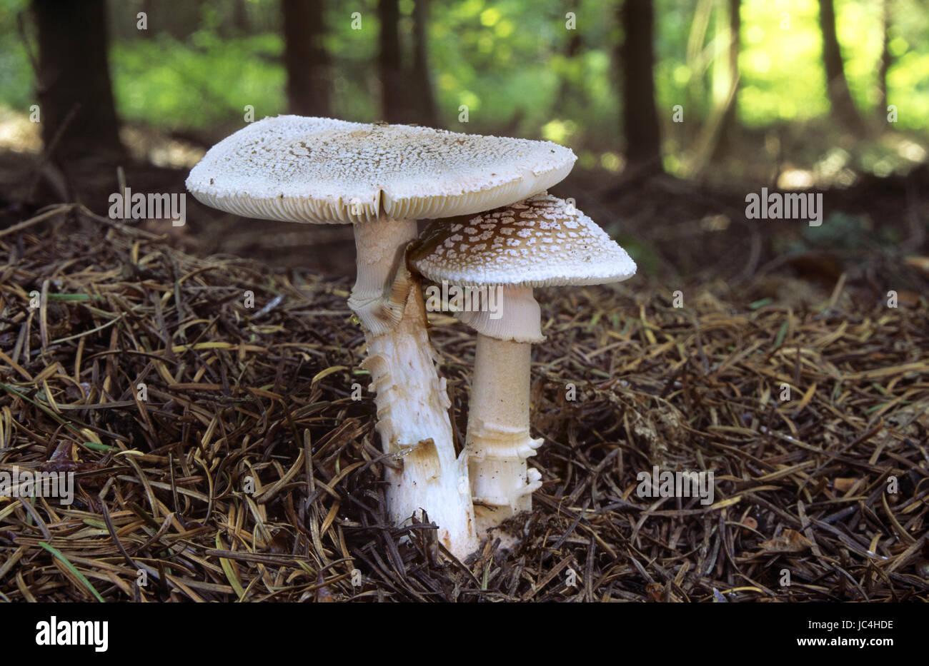 Panthercap - Amanita pantherina Stock Photo - Alamy