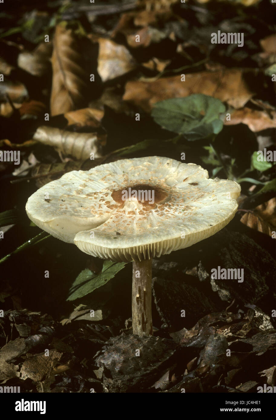Stinking Parasol - Lepiota cristata Stock Photo - Alamy