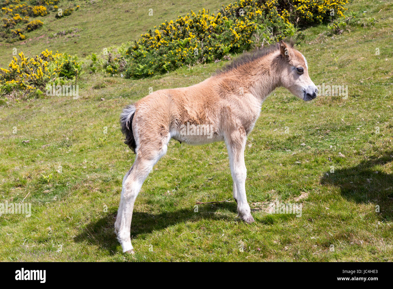 Pony hi-res stock photography and images - Alamy