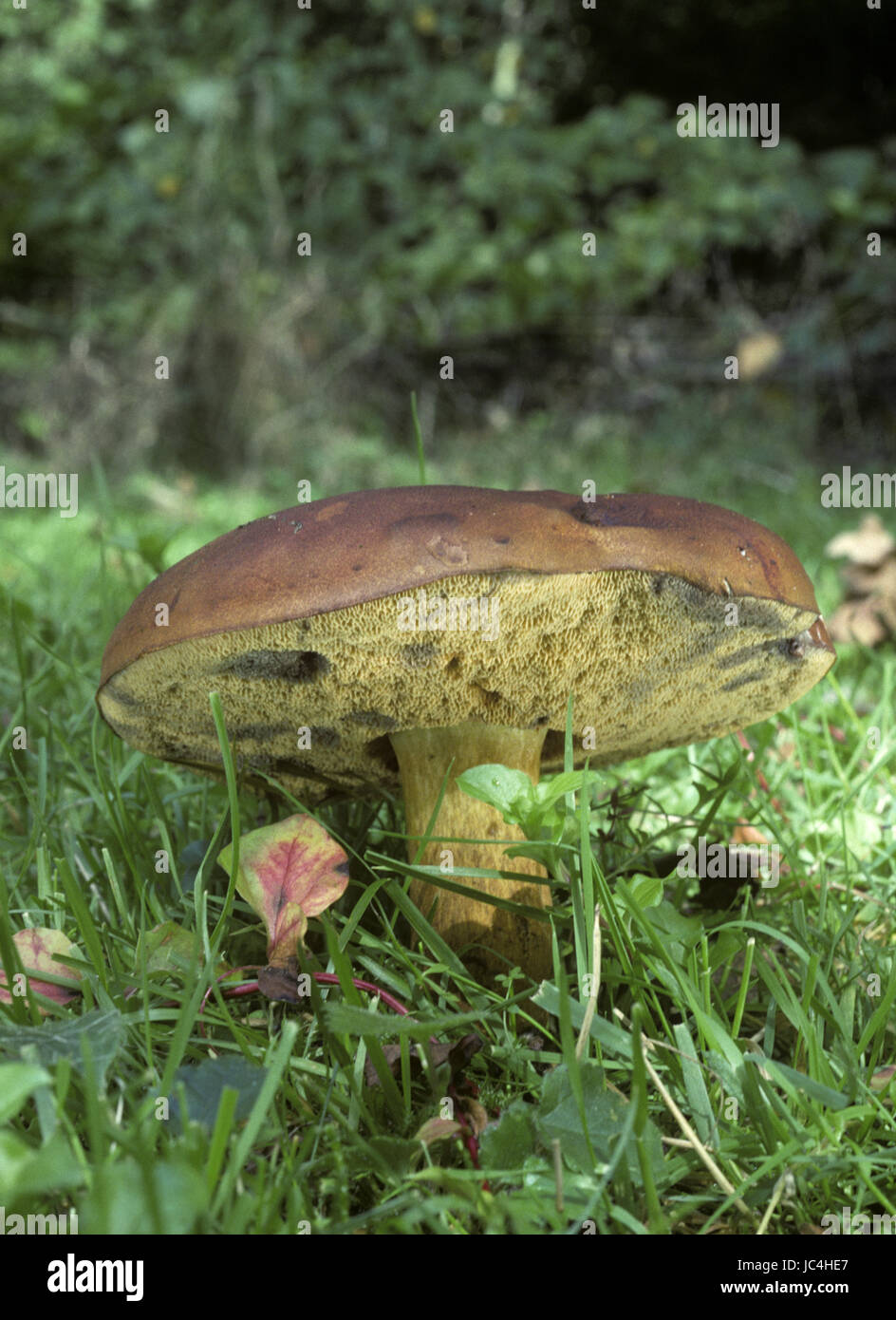 Bay bolete boletus badius hi-res stock photography and images - Alamy