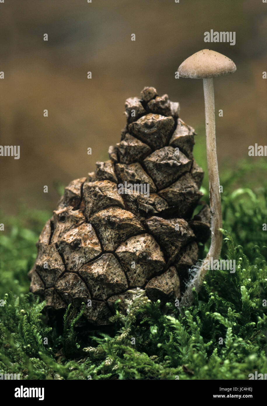 Conifercone Cap - Baeospora myosura Stock Photo - Alamy