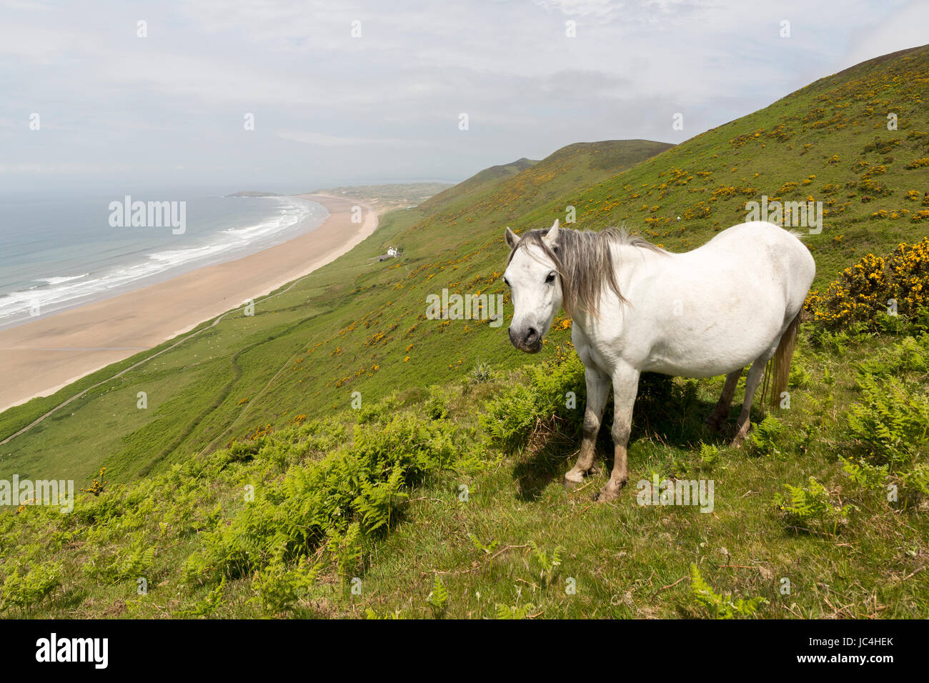 Pony, Rhossili. Gower, Wales, UK Stock Photo - Alamy