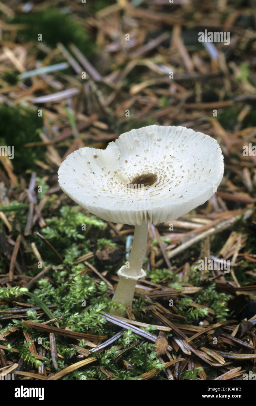 Skullcap Dapperling - Leucocoprinus brebissonii Stock Photo - Alamy