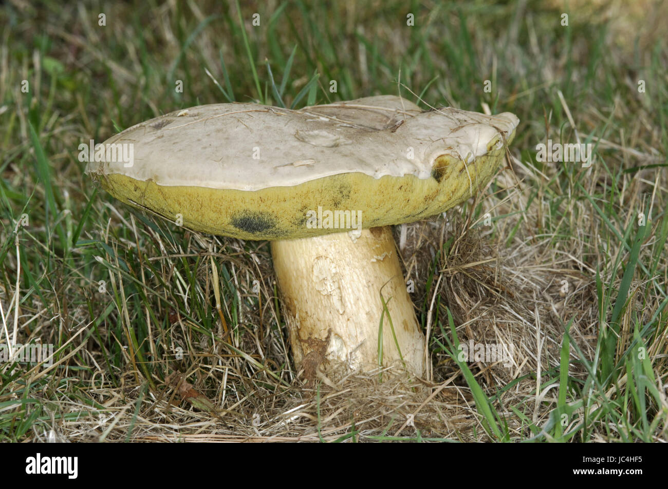 Rooting Bolete - Boletus radicans Stock Photo - Alamy