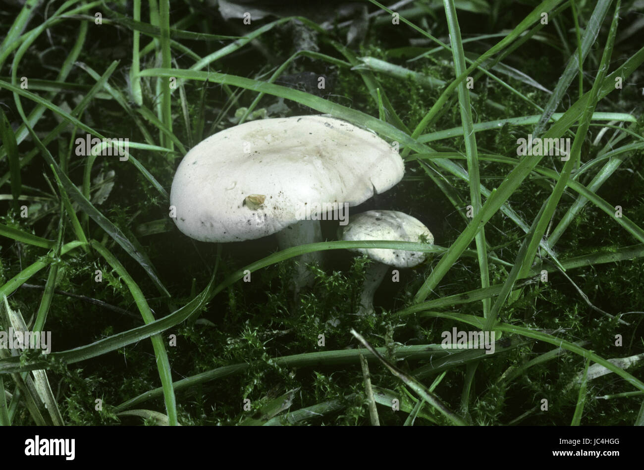 Ivory Funnel - Clitocybe dealbata Stock Photo - Alamy