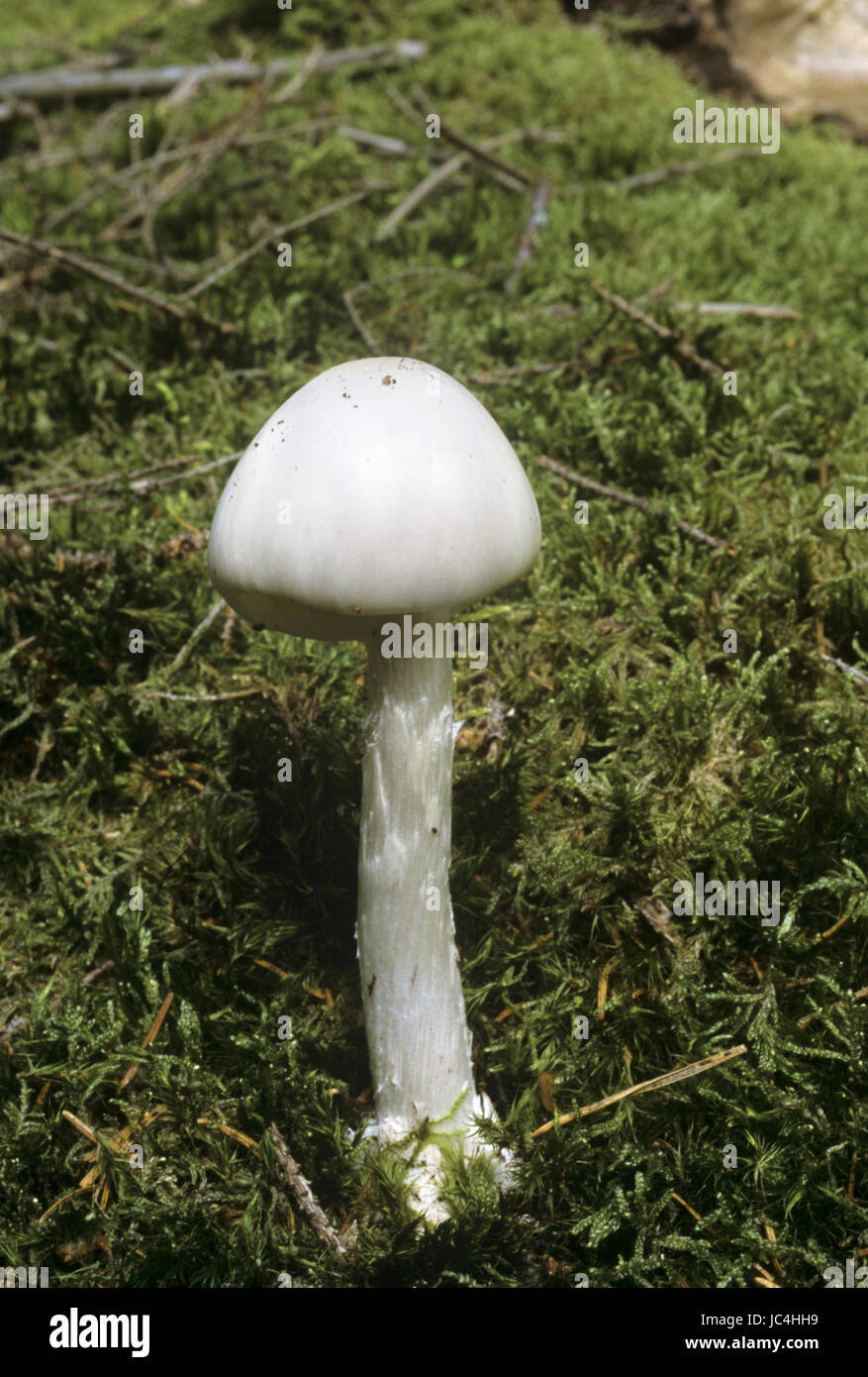 Destroying Angel - Amanita virosa Stock Photo - Alamy