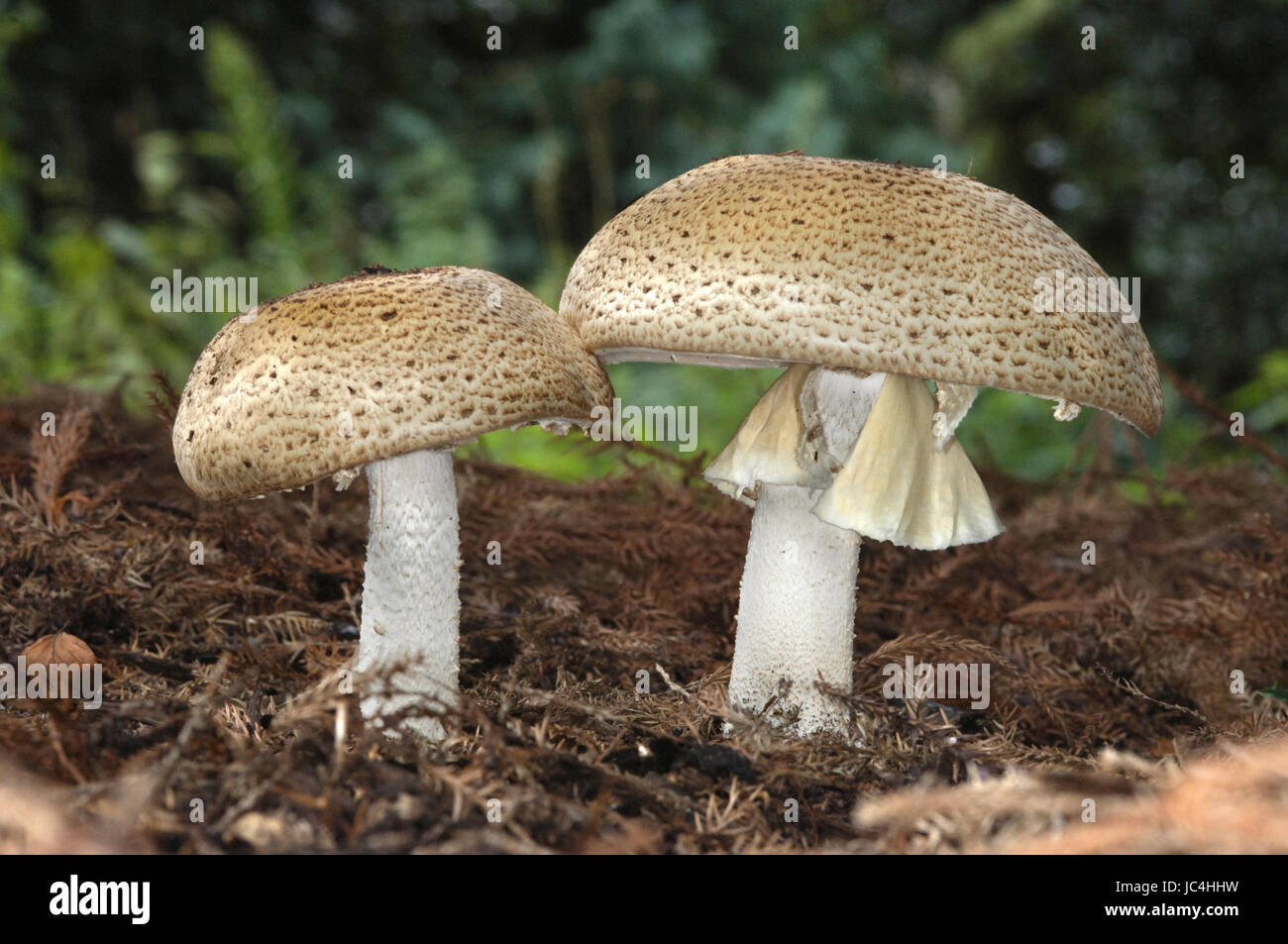 The Prince - Agaricus augustus Stock Photo - Alamy