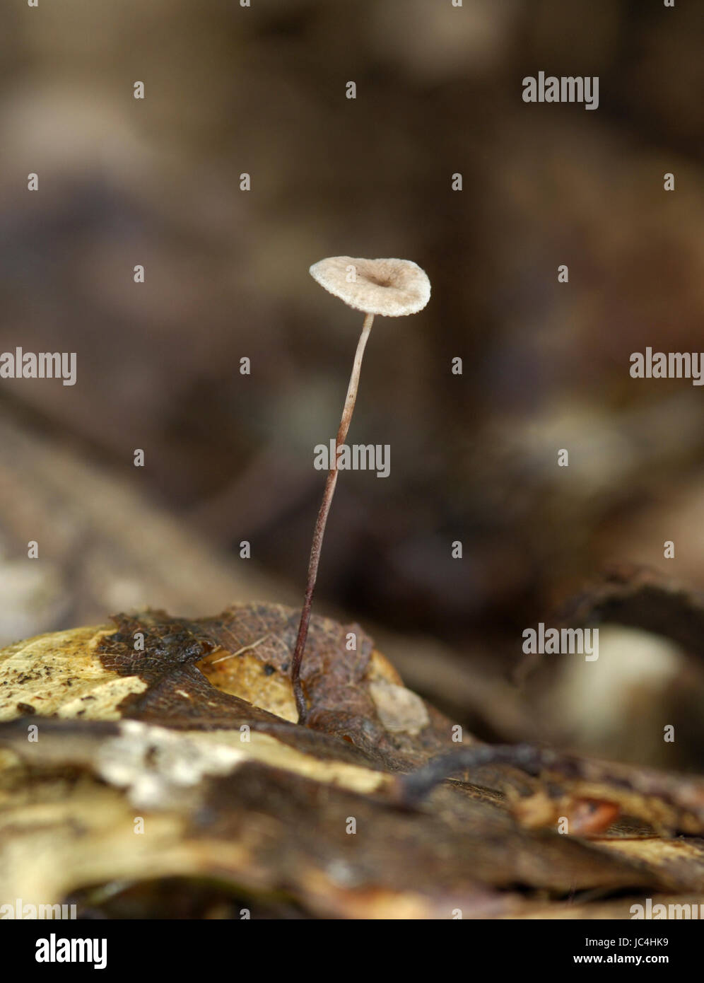 Marasmius fungi hi-res stock photography and images - Alamy