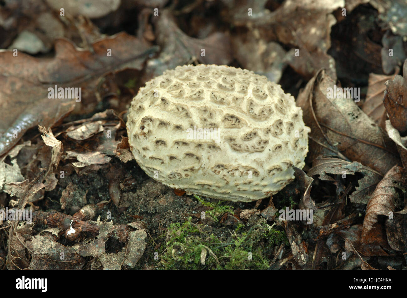 Common Earthball - Scleroderma citrinum Stock Photo - Alamy