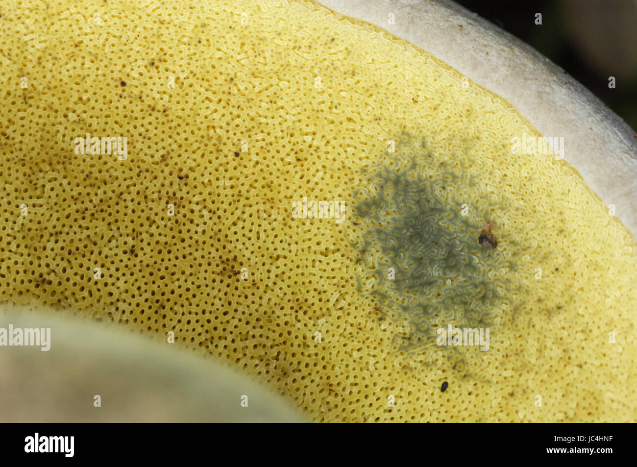 Boletus radicans hi-res stock photography and images - Alamy