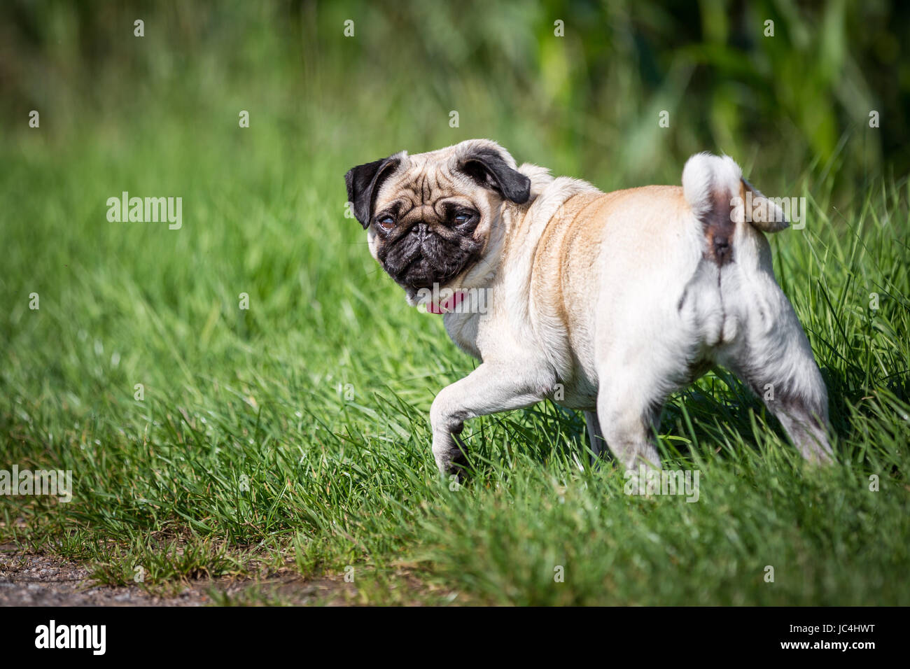 Ein Mops steht in der Wiese und blickt sich nach hinten um Stock Photo ...