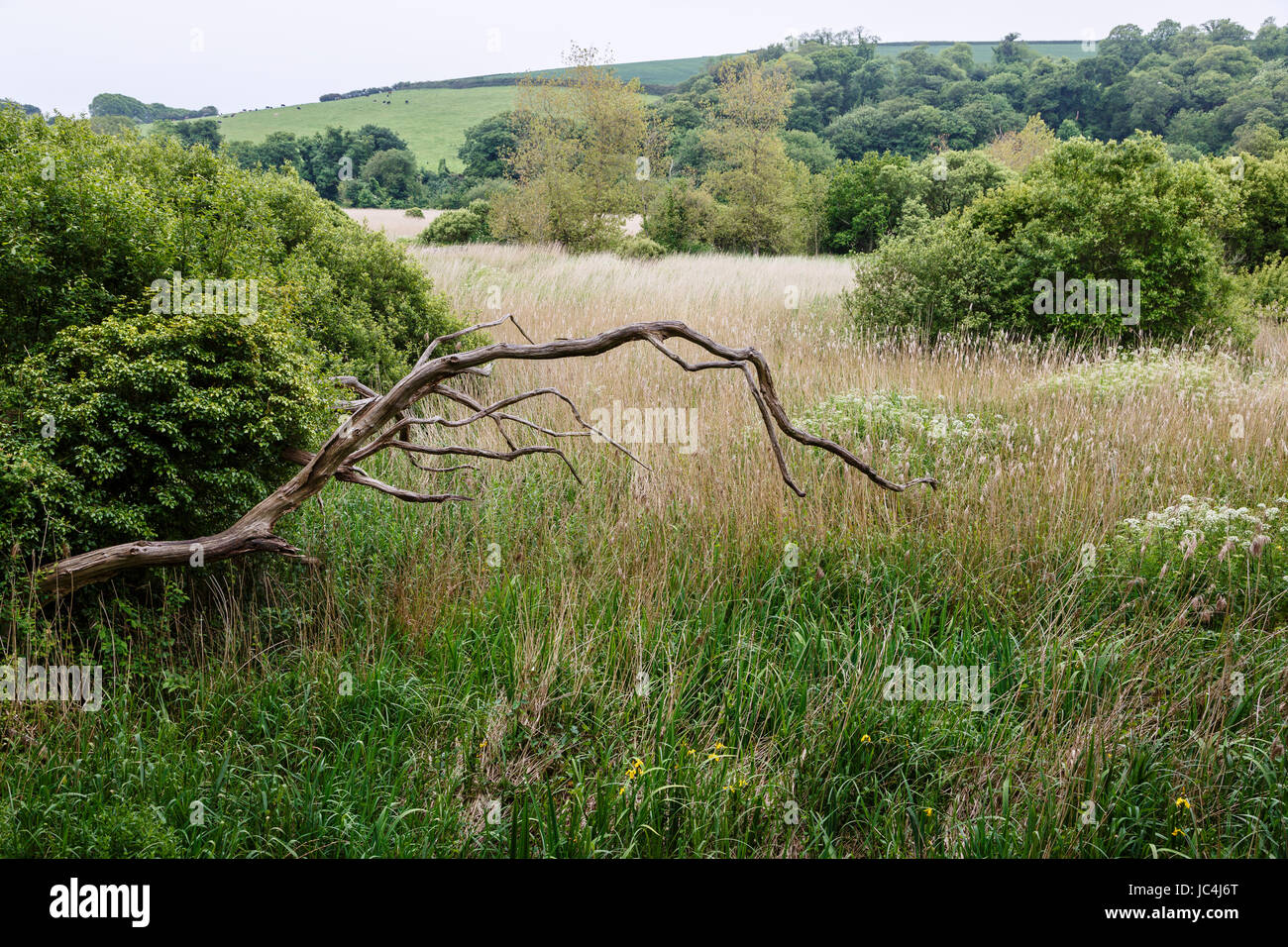 Ireland Bay, Slapton Ley nature reserve, near Torcross, Devon Stock ...