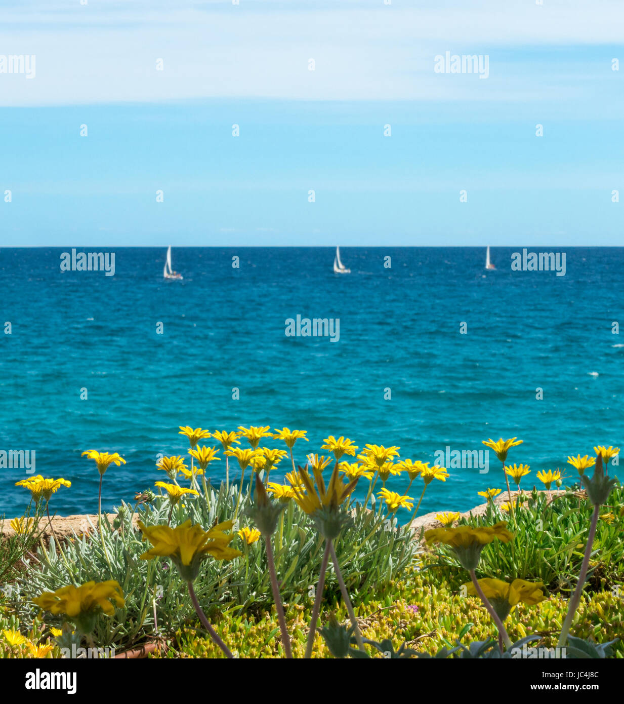 Yellow flowers with three sailboats in background. Blue sea water and ...