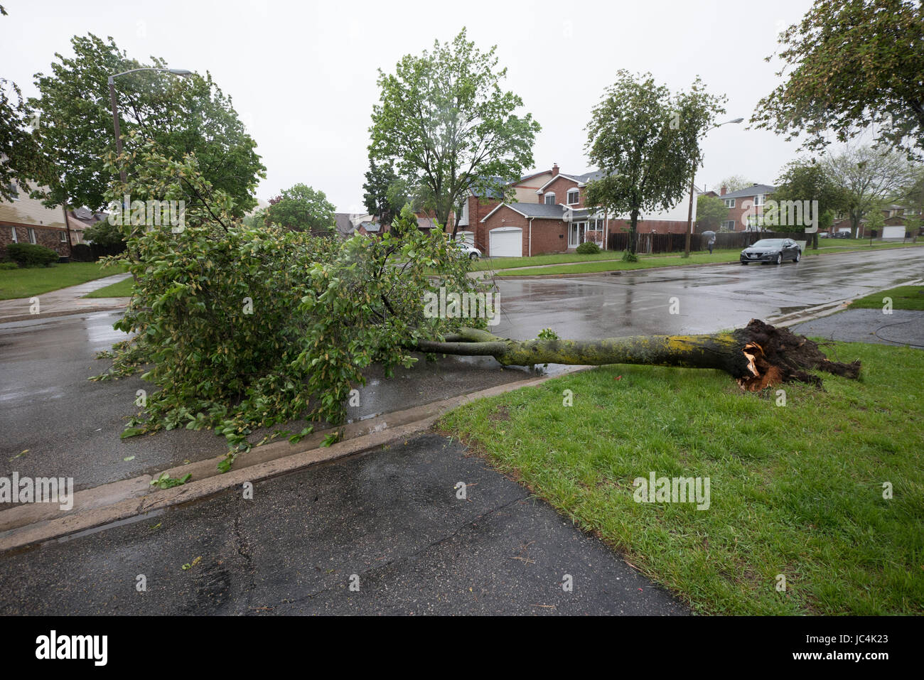 Broken tree hi-res stock photography and images - Alamy