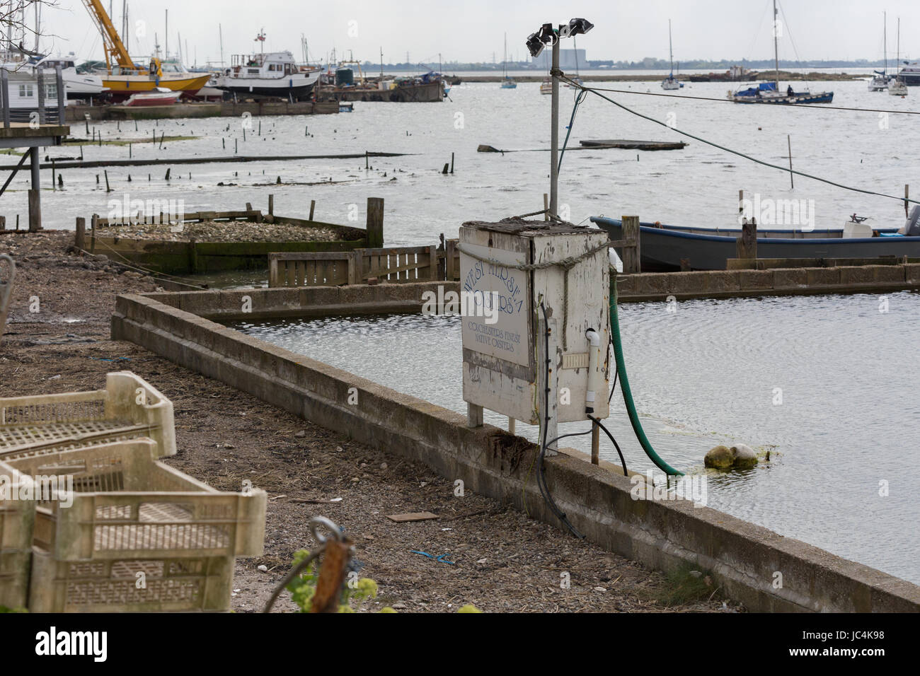 West Mersea Oyster farm Stock Photo - Alamy