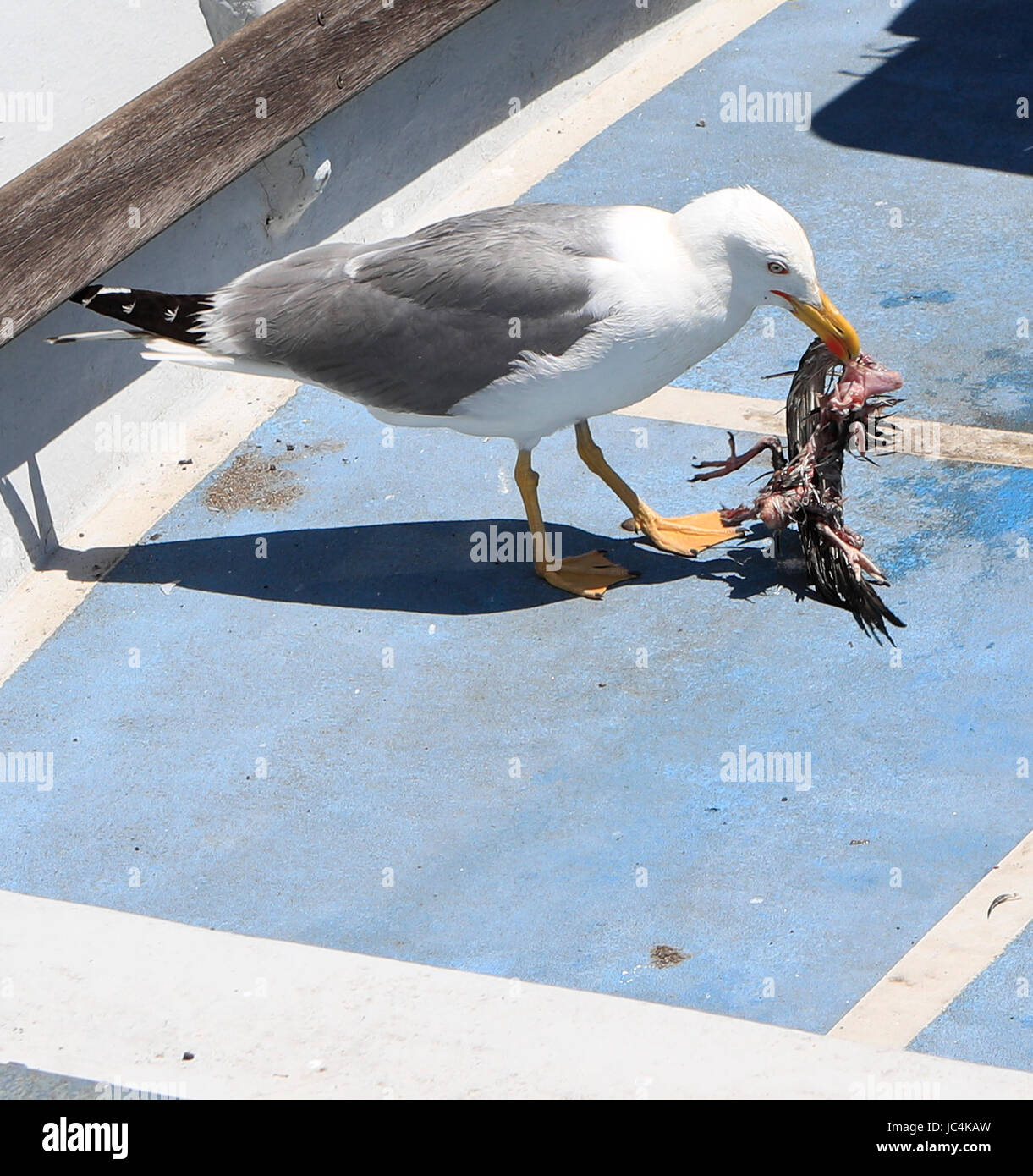 Meat Eating Bird High Resolution Stock Photography and Images - Alamy